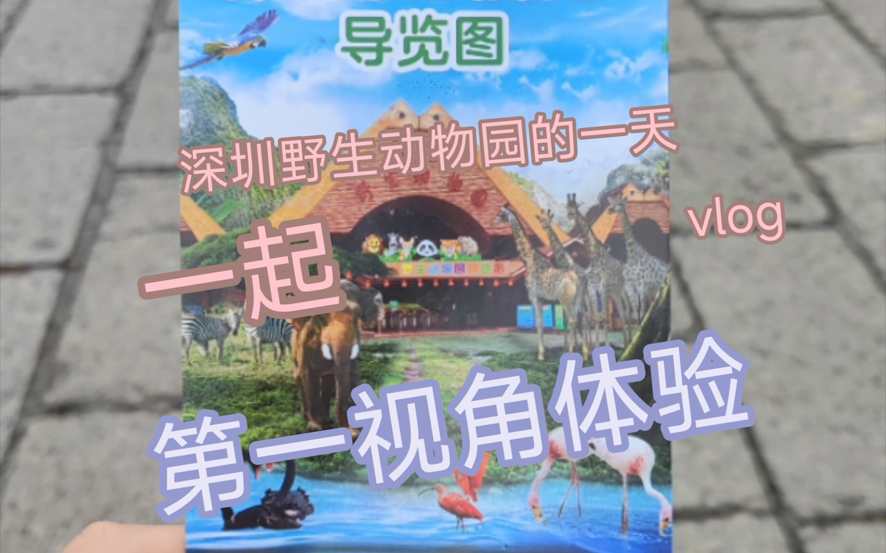 带你第一视角沉浸式体验,探深圳野生动物园,旅游的一天/vlog/