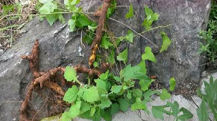 它的"根茎"极为珍贵,别把它当杂草,随意除掉