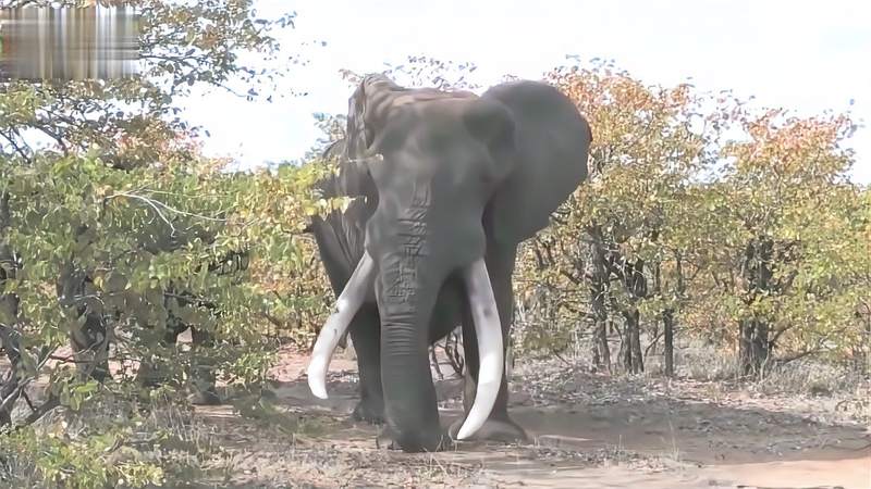 霸气的大象首领表演杂技,翘起了脚!太有趣了
