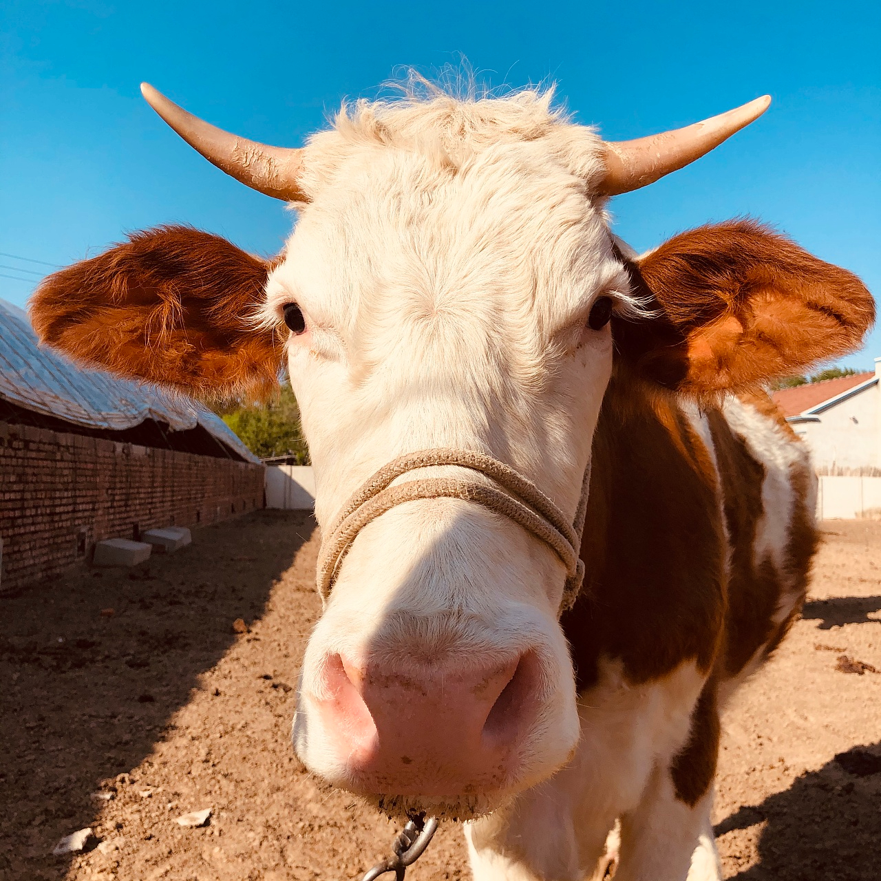 一句道友尽沧桑 