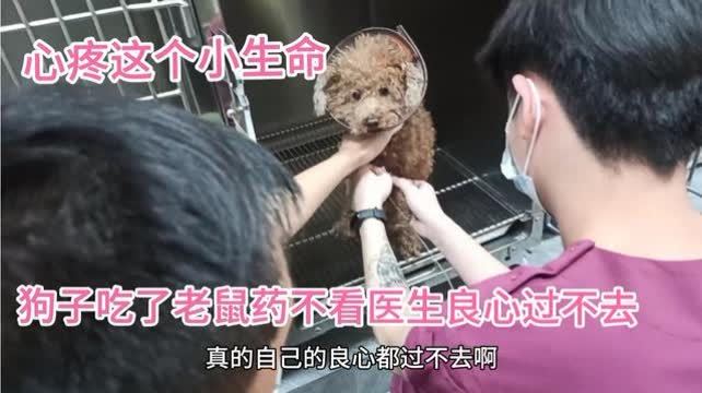 狗狗昨天吃了老鼠现在情况如何?虽然1300退休金也得带狗狗看医生