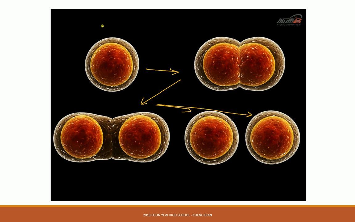 细胞的分裂和分化