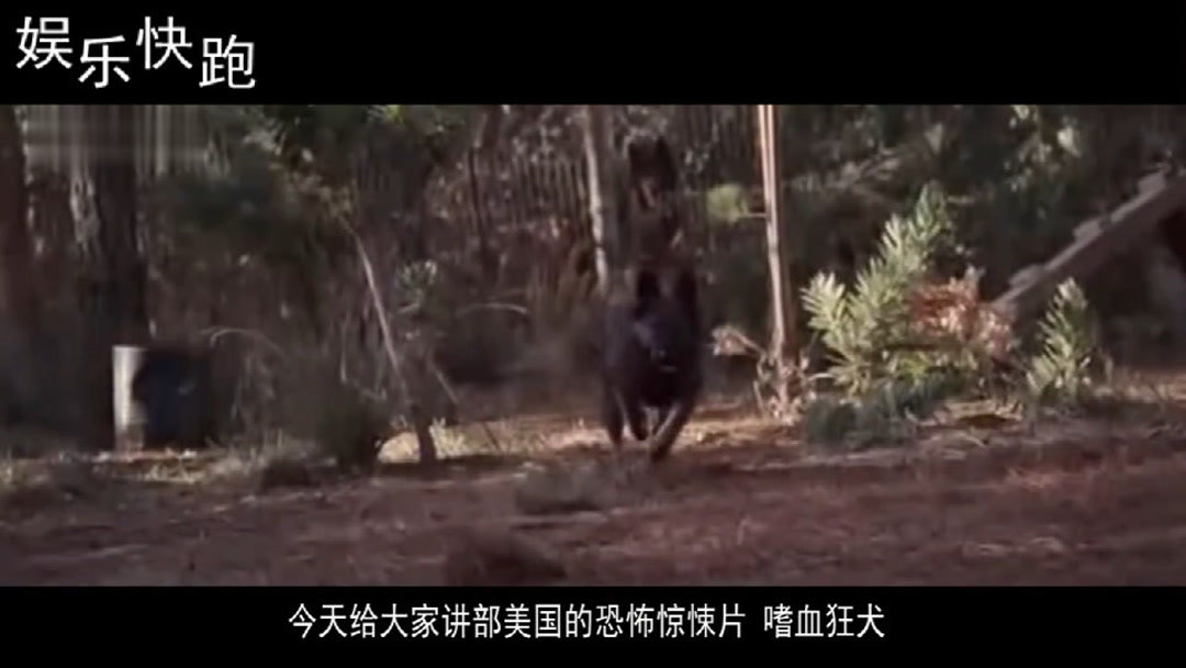 美国恐怖惊悚片《嗜血狂犬》,被犬咬后流血不止,必得狂犬病