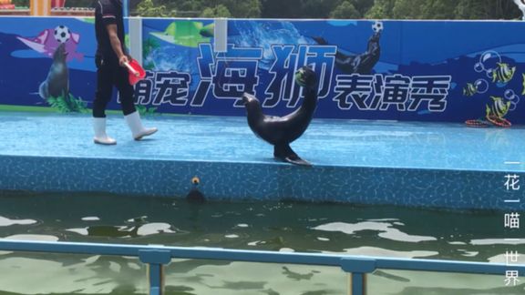 门口乐园,30度以上的高温,海狮站台露天表演,感觉人类好残忍