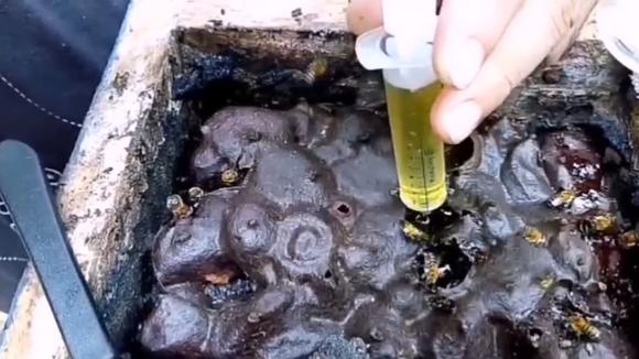 使用一次性注射器抽蜂蜜