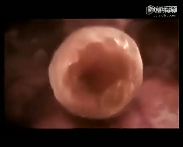 3D动画演示婴儿从受孕到诞生全过程