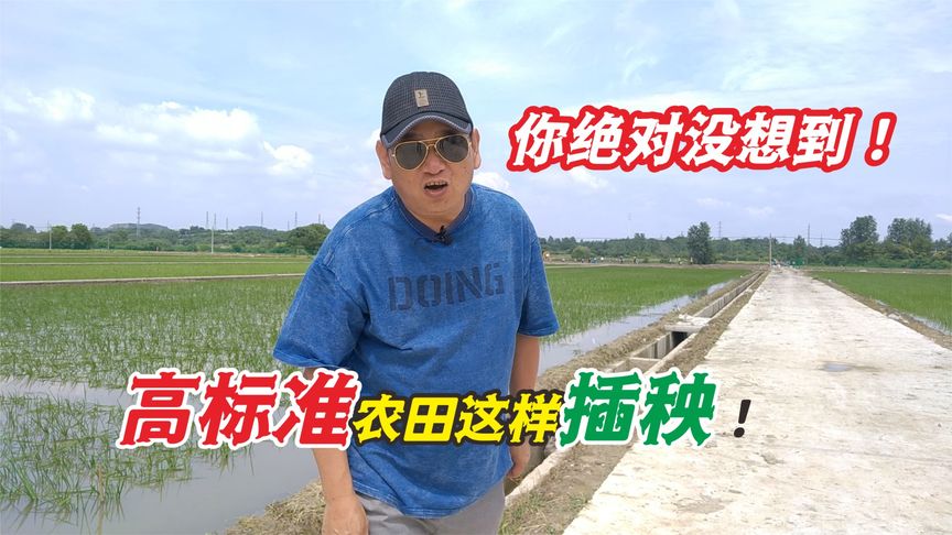 高标准农田太落后?那是你不懂,看农民如何种水稻!