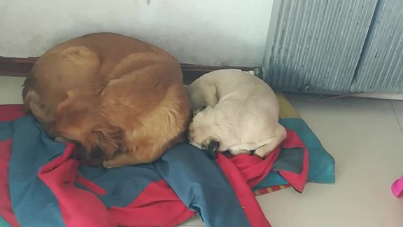 兄弟俩睡得一模一样