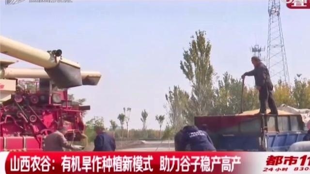 山西农谷:有机旱作种植新模式,助力谷子稳产高产|都市110