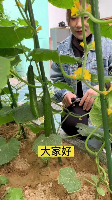 新农人计划2023种植小技巧来学农技