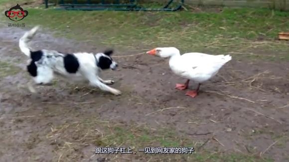 一只大白鹅跟狗打架,实在是劝不住,主人只能看谁输了就下锅了