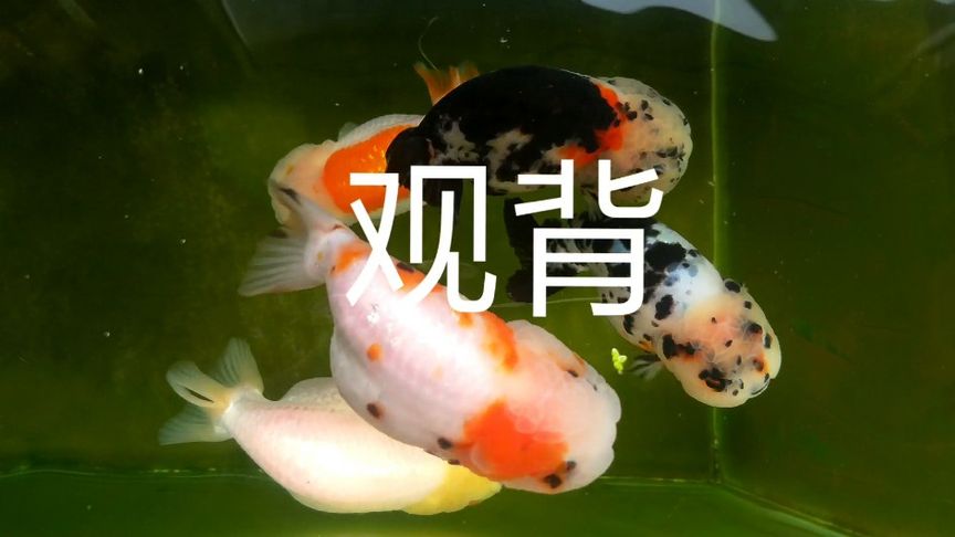 开缸第三十一天,稳定低氨氮的水质让兰寿金鱼状态一直都非常好