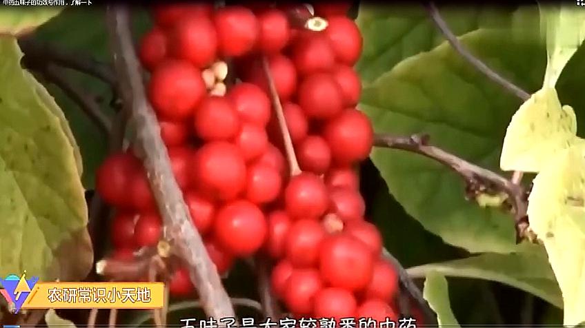 中药五味子的功效与作用,了解一下