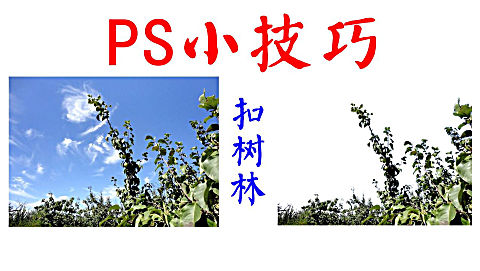 如何利用ps抠取大树、树林?