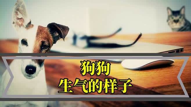 狗狗生气的样子,你见过吗?