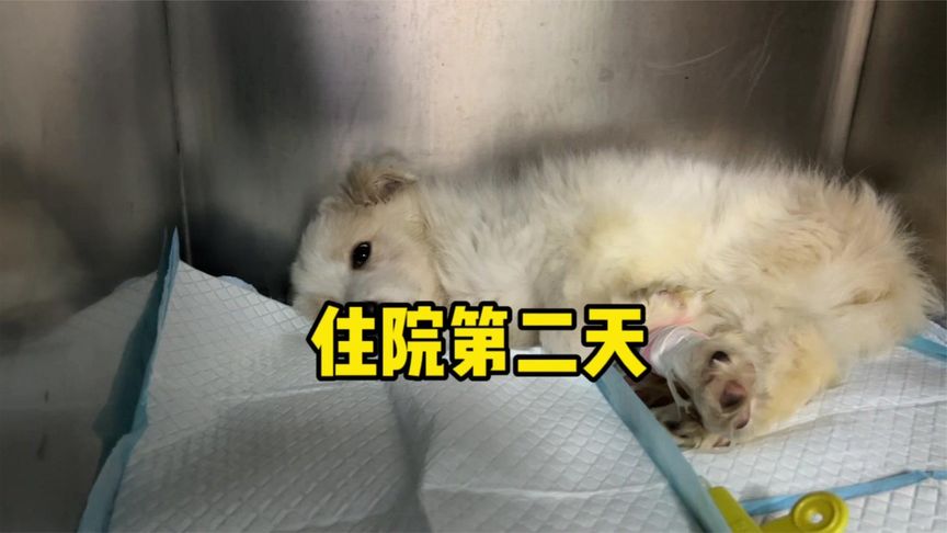 被人抛弃的病狗在医院治疗第二天,像小孩一样懂事看得让人心疼。