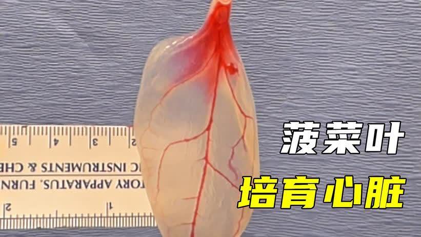 菠菜叶研磨是为了破坏什么核细胞壁