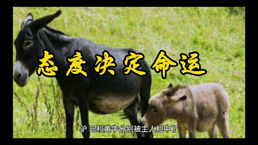 三个不同的命运,你会欣赏谁呢?