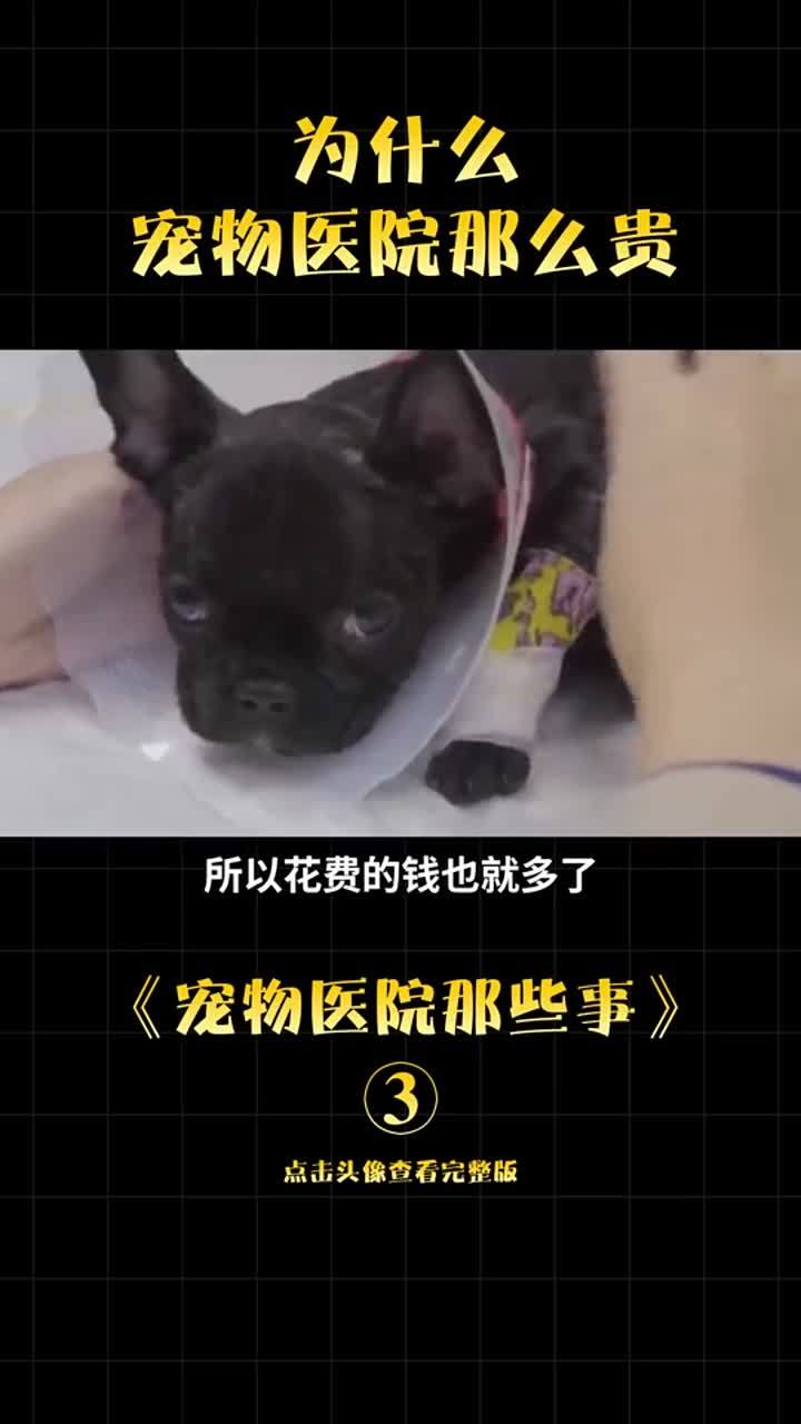 如何寻找一个靠谱的宠物医院?