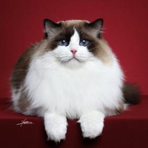猫时间Vlog 