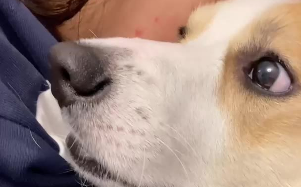 假如你突然咬狗狗一口它会有什么反应呢?