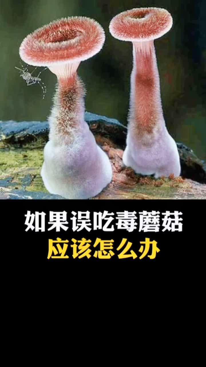 误食毒蕈的紧急自救指南