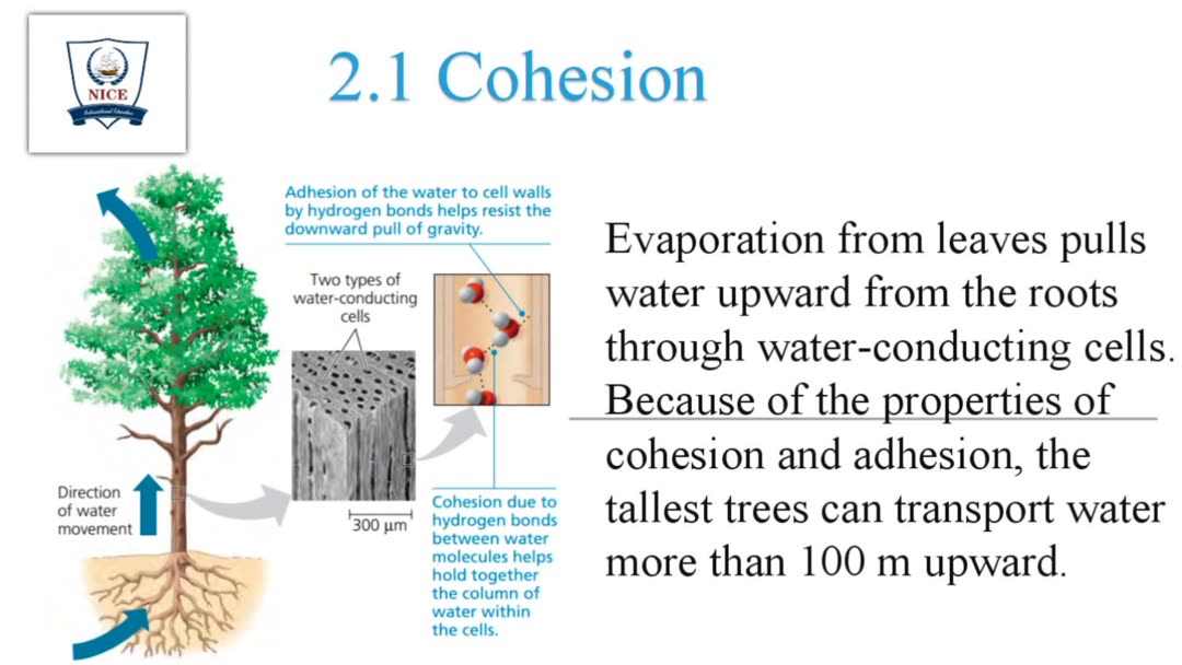 AP生物-水的生物意义-美国大学先修课