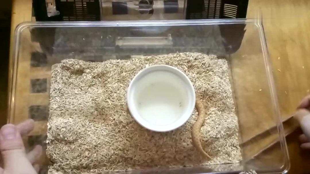 奇怪的动物 可爱的猪鼻蛇介绍