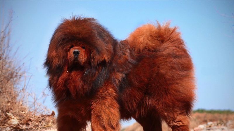 实拍藏獒和老虎打架,动物世界高清斗狗鬼獒