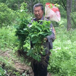 东北采药人小张 