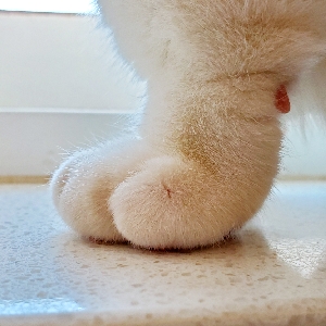 梁小猴是只猫 