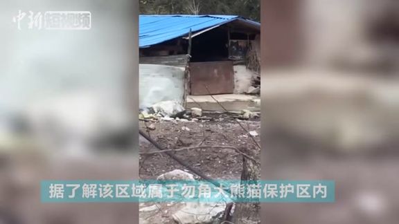 一只野生大熊猫现身四川九寨沟 进村“巡视”?