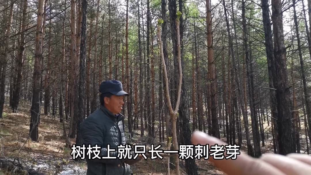 东北最难采的刺老芽,南方人都认为是香椿,回家腌制放到冬天吃!