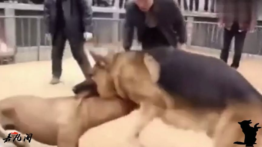 北京五十万一场的斗狗,比特犬咬死藏獒。场面太凶狠了