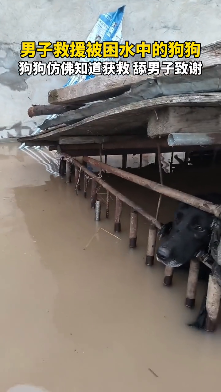 男子救援被困水中的狗狗,狗狗仿佛知道获救,舔男子致谢