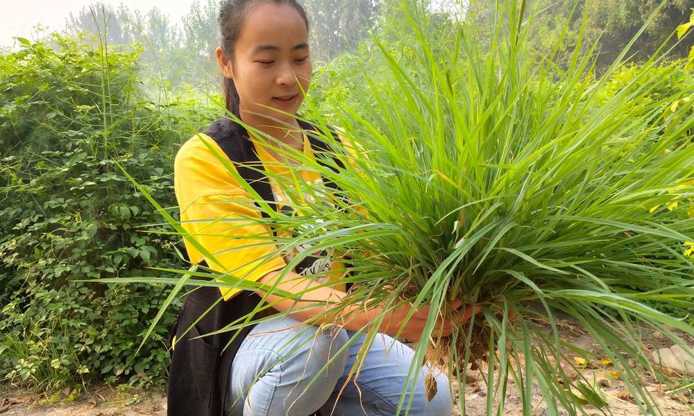 “柠檬草”认识吗?缓解“头痛”“胃痛”不花钱还好用!