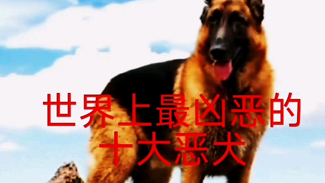 世界上最凶猛的十大恶犬,盘点全球攻击性最强的十大猛犬