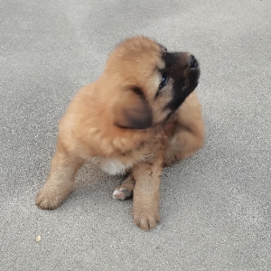 净烁 