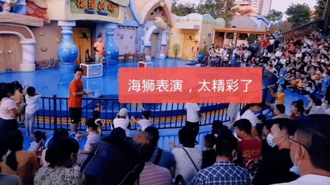 这样的海狮表演你看过吗,太精彩了,人太多了