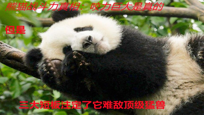 熊猫战斗力真相:咬力巨大是实力,三大弱点注定了它难敌顶级猛兽