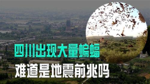 四川绵竹上空浮现大量蝙蝠,密密麻麻一大片,这会是地震前兆吗