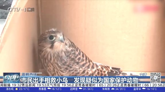 咚咚咚!红隼撞上大楼玻璃墙,属于国家二级保护动物