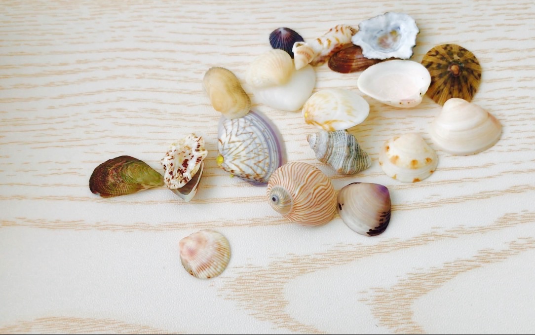 【阿金】非制作过程,纯模具脱模。拿以前收集的小贝壳做了个硅胶...