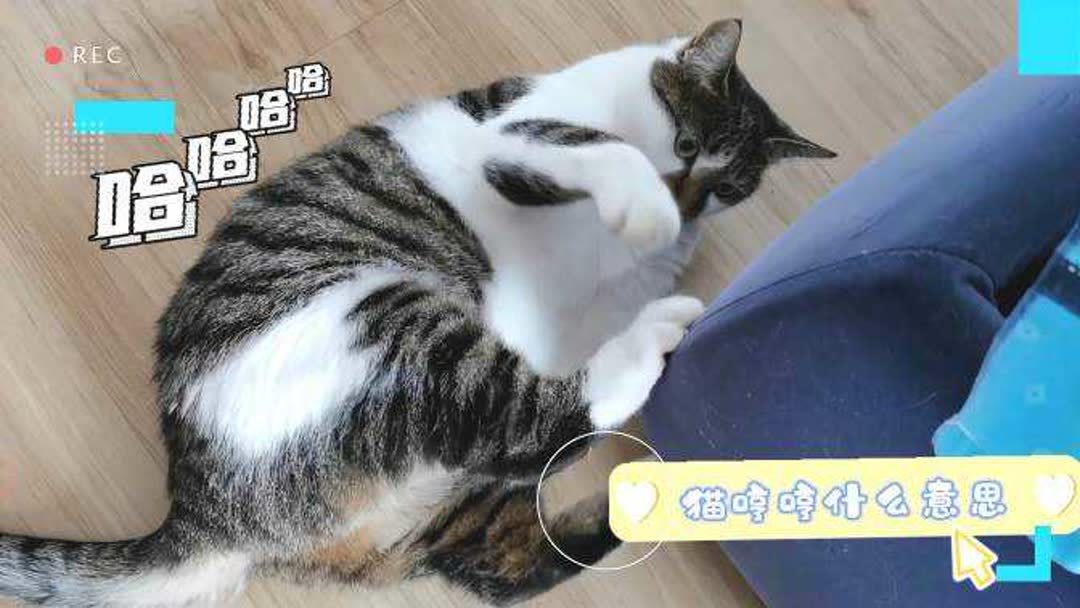 猫咪哼哼是什么意思,重点要看它的动作,可能意思会截然相反