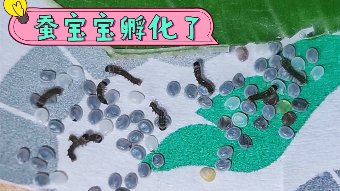养蚕vlog第1天:蚕卵开始孵化了!好萌～