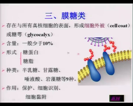 细胞膜的化学组成及特性