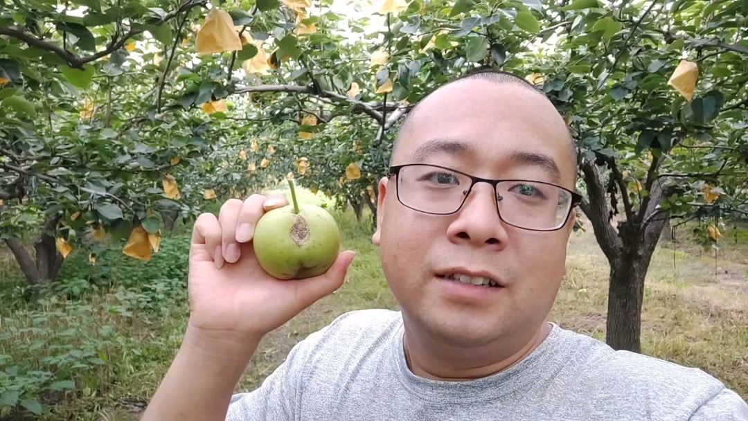 专家说冰雹砸的皇冠梨很值钱,梨农无奈6分1斤卖掉,真的没话说