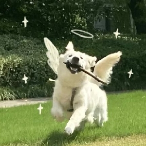 做一只快乐修勾 
