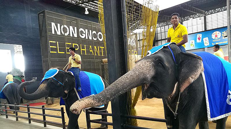 看世界上最好的大象表演