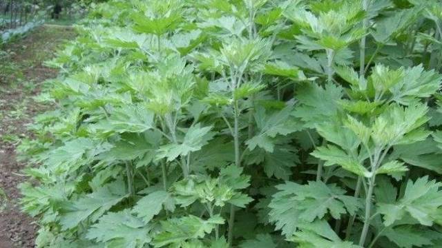 农村常见的这种艾草,还有这么一大功效,不用可惜了